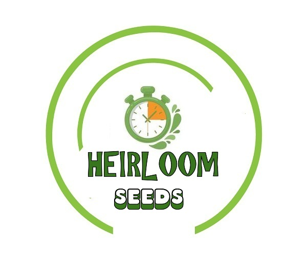 Statice TWILIGHT Purple Cut Flowers Dried Arrangements Reseeds Non-GMO ...