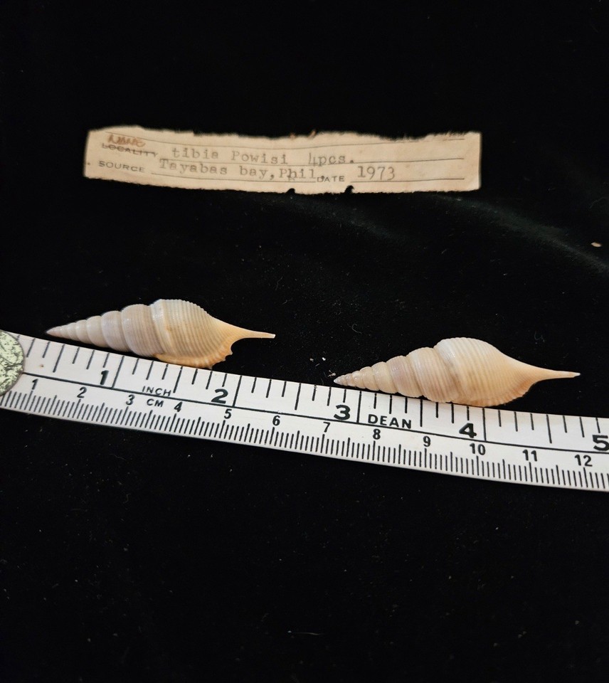 Seashells Tibia Powisi Lot of 2 , Tibia Insulae Lot of Three Shells Total (S113 | eBay