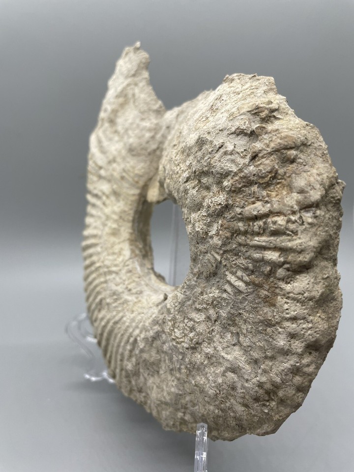 Texas Ammonite Fossil Oxytropidoceras 7 inches Natural Color Extinct ...