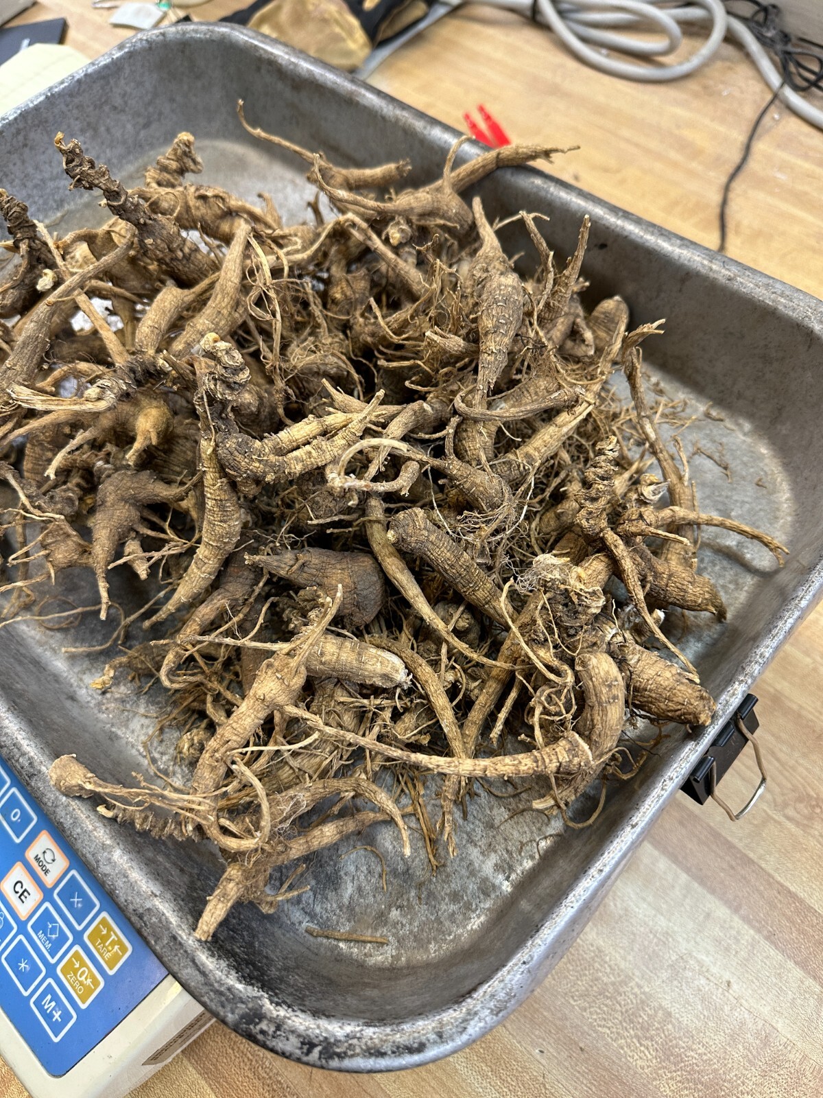 " GINSENG ROOTS WILD OHIO " CERTIFIED " 1 Pound 6.5 OZ. VERY OLD AND ...