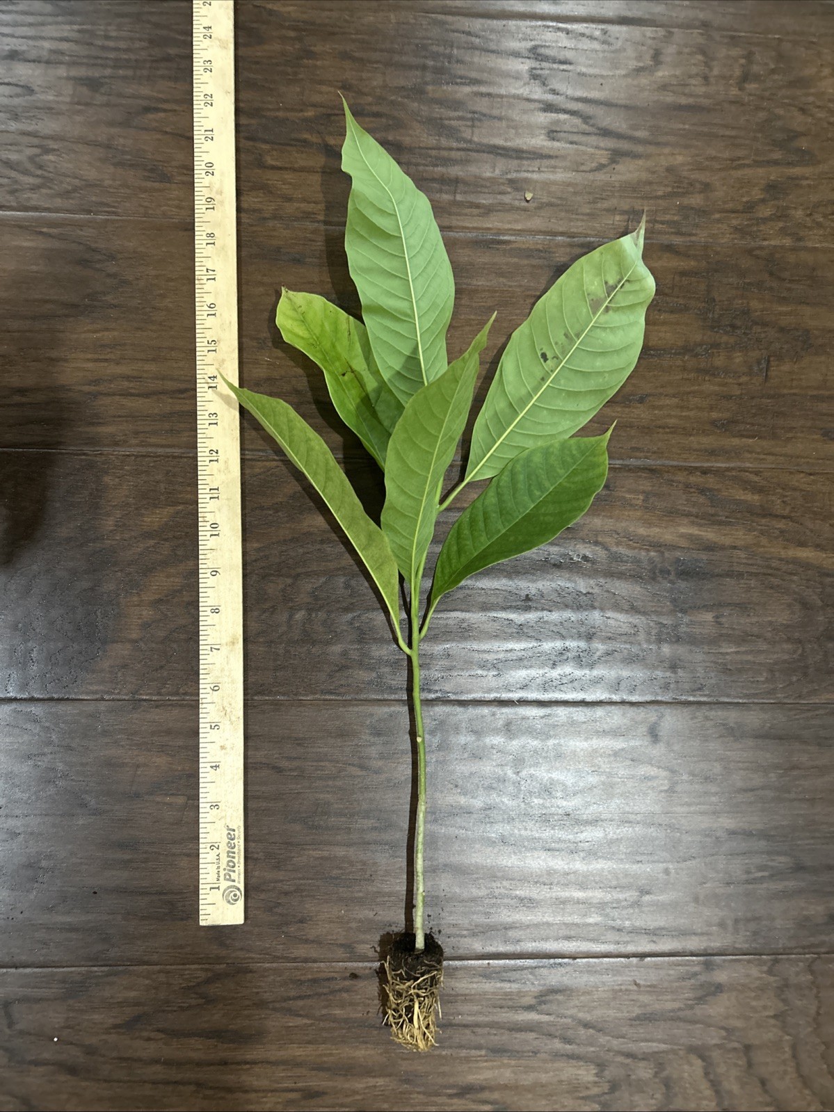 White Champaca Magnolia x alba (Michelia alba) -TC Plant Plug-10-18 in ...