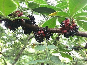 LEMON PEPPER, Andaliman, Zanthoxylum acanthopodium hardy herb shrub or ...