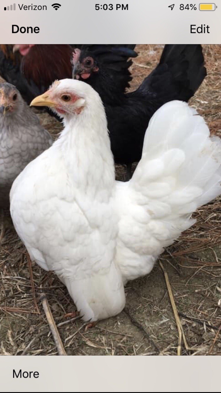 9 + 3 SQ Fresh Serama Hatching Eggs Splash Blue Black Chocolate Mottled ...