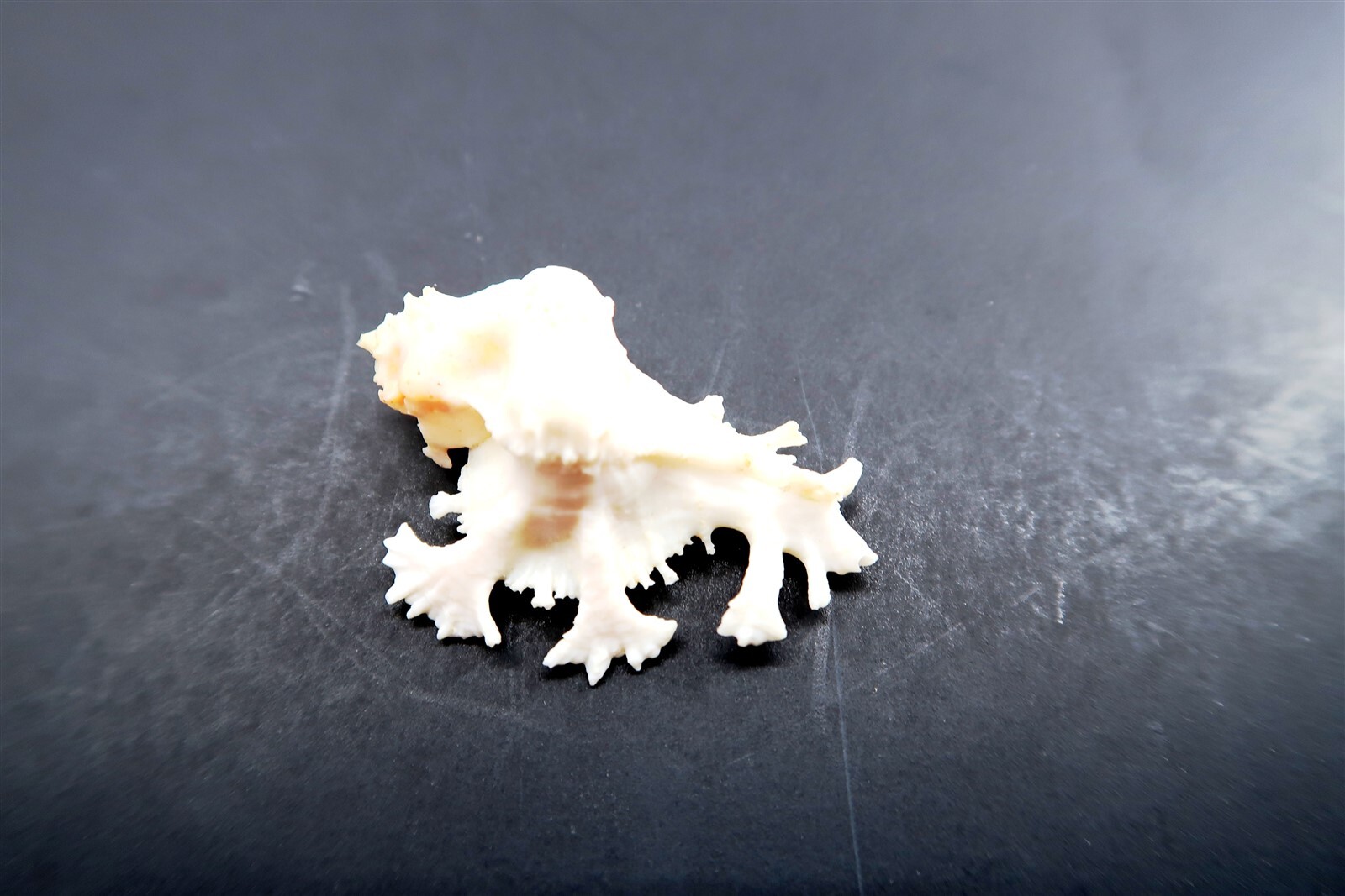 45 mm Murex Anatomicus Seashell 1.75" Long from Japan | eBay