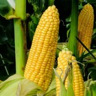 Honey Select Triple Sweet Corn Seeds | AAS Winner Untreated Yellow SY ...