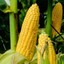 Honey Select Triple Sweet Corn Seeds | AAS Winner Untreated Yellow SY ...