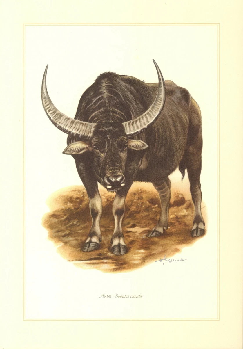 Asian Water Buffalo Drawing