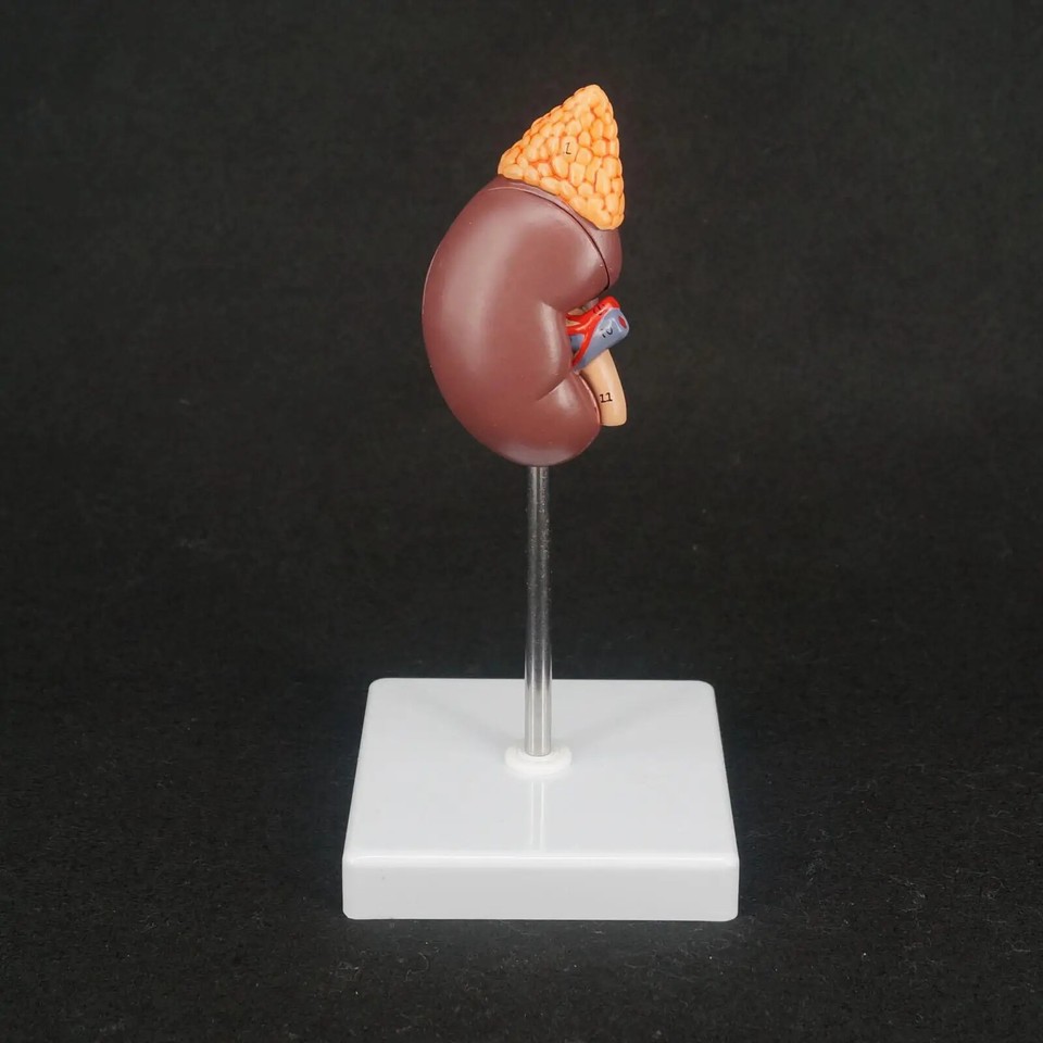 Human Kidney with Adrenal Gland Medical Model Urology Anatomy Natural ...