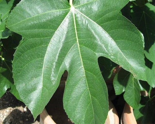 Ficus carica (Fig Tree) "Adam's Pride" x 1 plant | eBay Australia