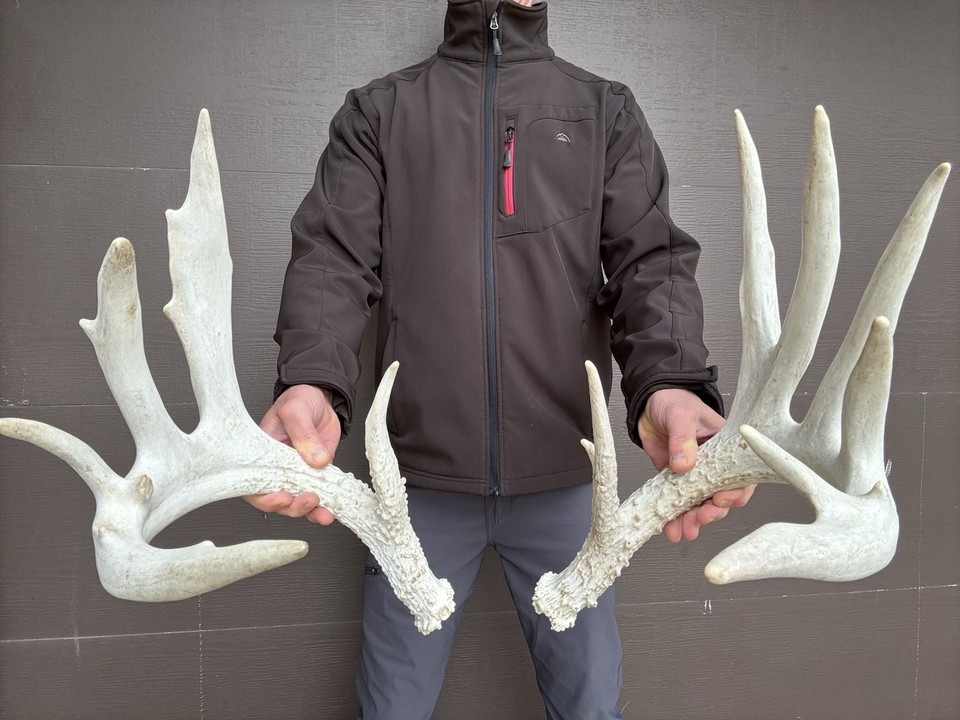 187" 13 Point Whitetail Deer Shed Antlers Sheds Horns Rustic Decor ...