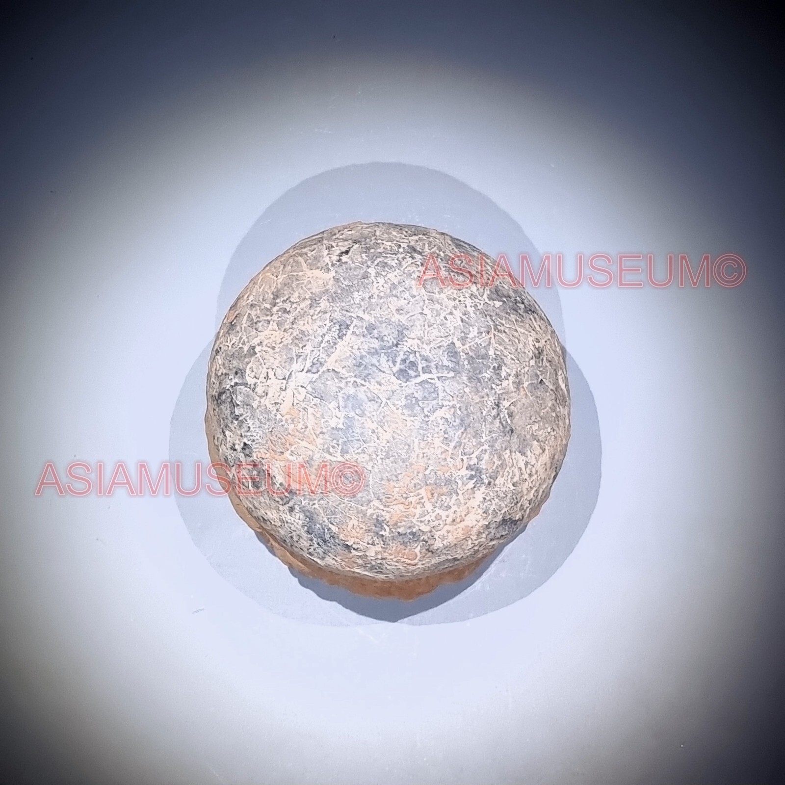 Dinosaure Oeuf Hadrosaur Dendrolithus Fossile Parc Jurassique Monde ...