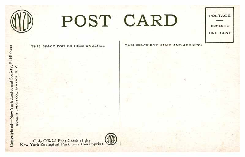 Postcard ZOO SCENE New York City New York NY o/19 AQ9214 | eBay
