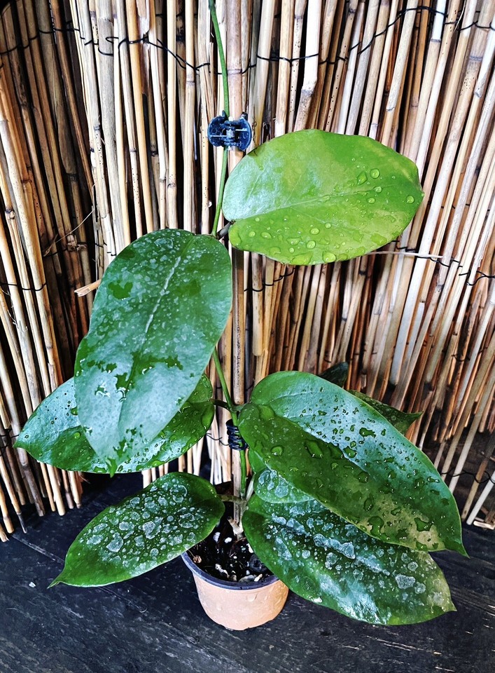 Rare Hoya Cebu Tropical Vining Plant | eBay