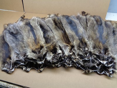 Professionally Tanned Slt Damage Raccoon/Coon Hide/Furs/Pelts/Taxidermy ...