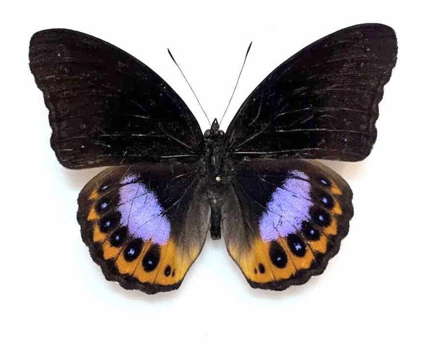 Nymphalidae Hypolimnas pandarus pandarus A1 from SERAM - #4266 | eBay