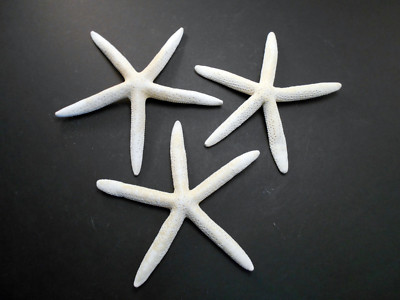 3 Large White Pencil (Finger) Starfish 6" Beach Wedding Nautical Decor ...
