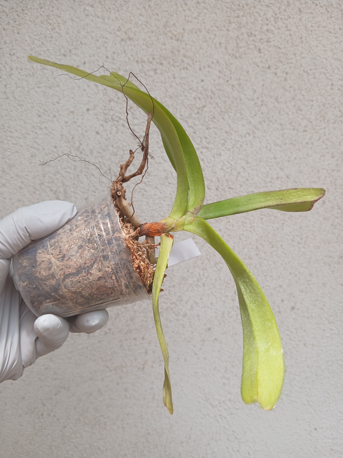 BEAUTIFUL FRAGRANT AERIDES ODORATA ALBA ORCHID SPECIES WHITE VANDA | eBay