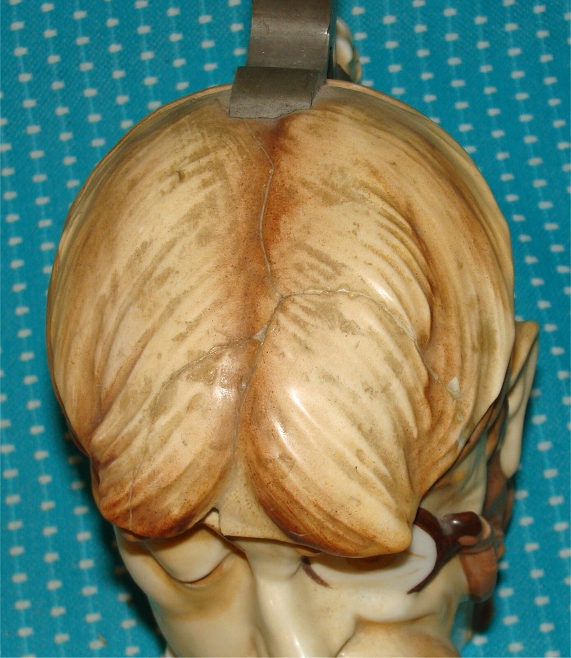 Vtg Musterschutz German Beer Stein HTF Monocle Parted Hair Male Figure ...