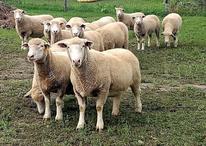 WSD Spurt Pour On 1 Litre Body Lice Treatment Topical Sheep & Lamb ...