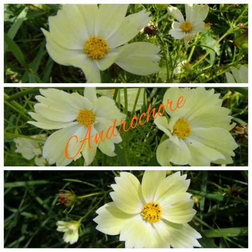 Cosmos Xanthos/Yellow Cosmos 25 Seeds | eBay