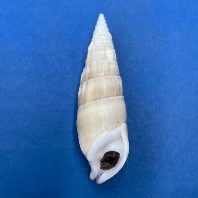 #3 Rhinoclavus vertagus 52.7mm W/O F++ Tanah Merah, Singapore, Sand ...