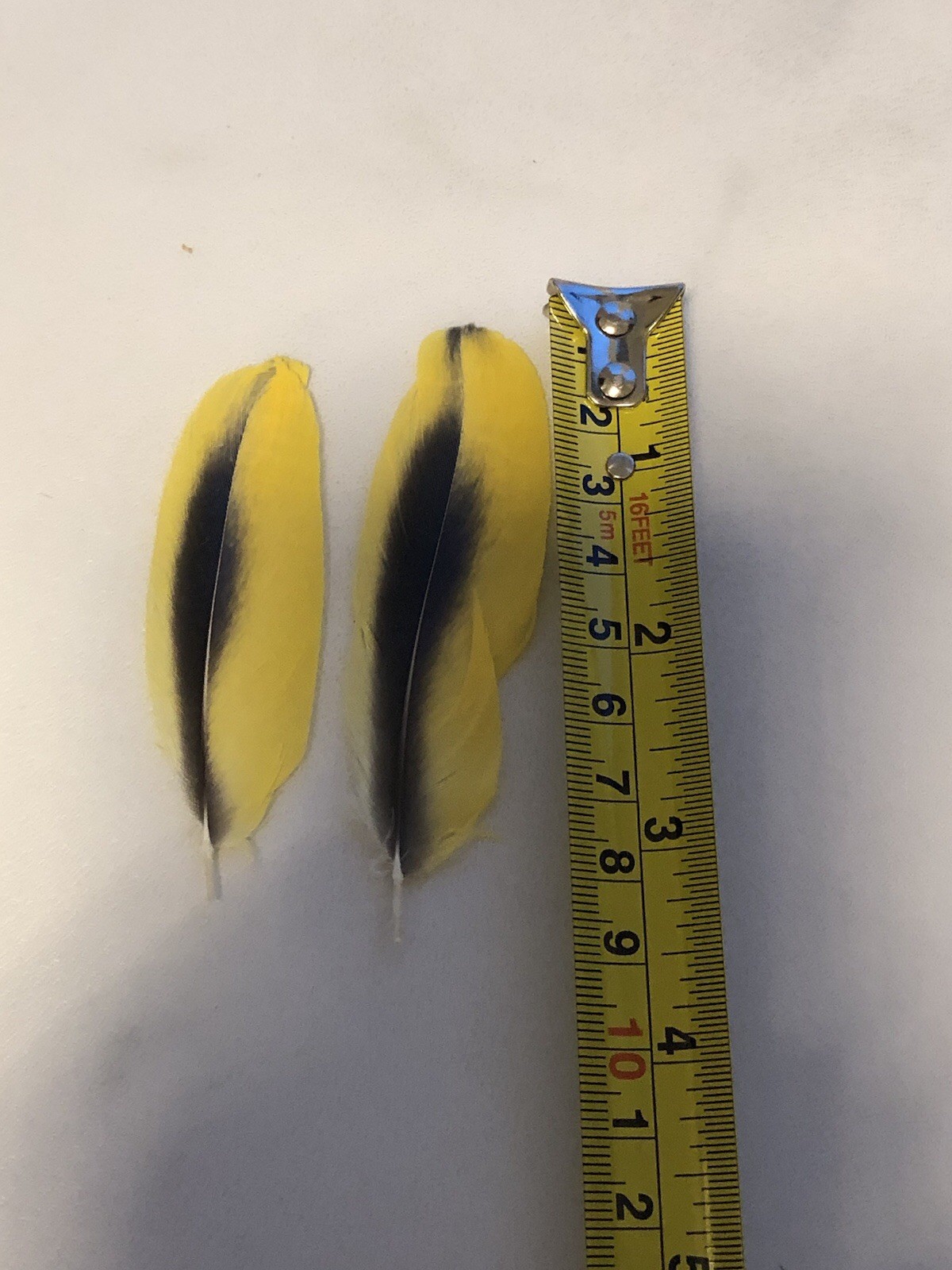Parrot feathers | eBay UK