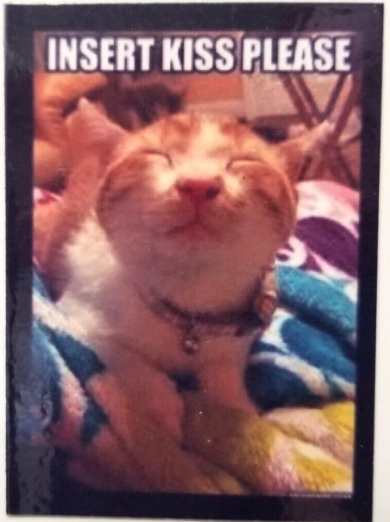 Cute Cat Please Meme