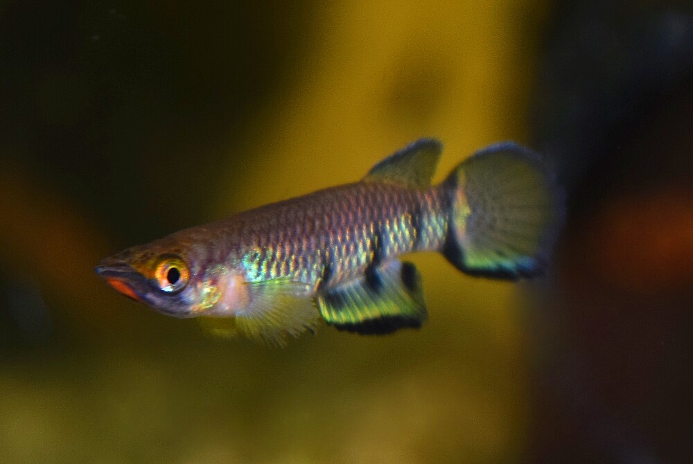 Killifish for sale >> killi.co.uk
