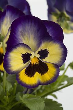 Pansy Blueberry Thrill 1,000 seeds | eBay