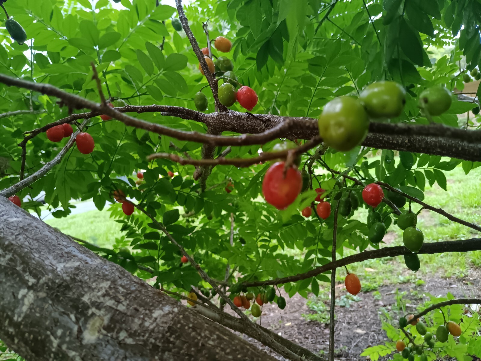 Hog Plum Ciruela Spanish Plum Spondias Purpurea 3 Fresh Unrooted ...