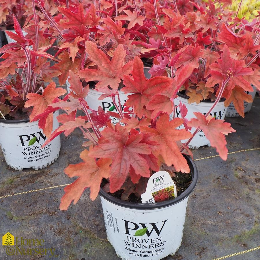 HEUCHERELLA 'RED ROVER' CORAL BELLS LIVE PERENNIAL PLANT BARE ROOT | eBay