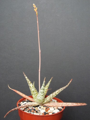 Aloe cultivar Lizard Lips, exotic hybrid rare color succulent cacti ...