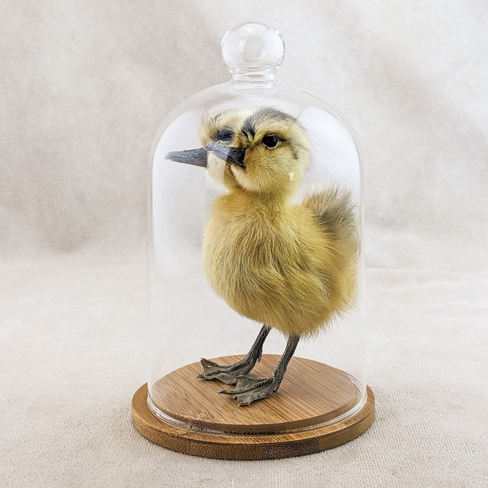 u50d 2 Two Headed Duck Duckling Display dome Species:A. Platyrhynchos ...