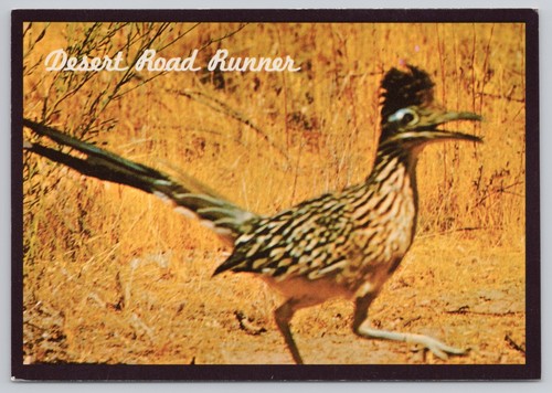 Albuquerque New Mexico, Desert Road Runner State Bird, Vintage Postcard ...