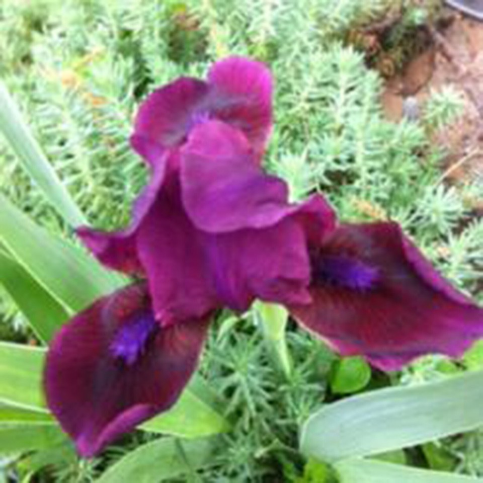**CANDY APPLE* Dwarf Bearded Iris. Pre-Order, Fresh Dig, Combined Ship ...