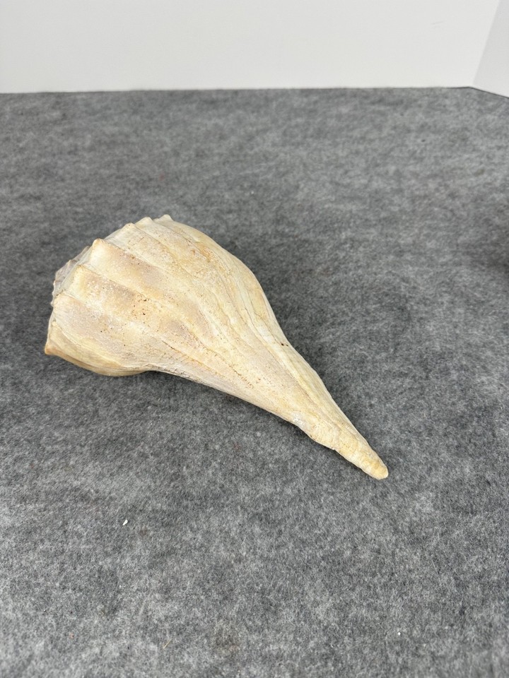 Lightning Whelk Shell Left Handed 10 Inches Atlantic Coast Spiral Light ...