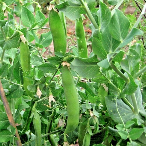 50+LINCOLN SHELLING PEA Seeds Homesteader Native Heirloom Vegetable ...