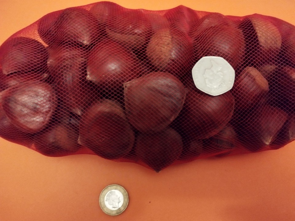 Fresh Chestnut(big size )500g---3kg | eBay UK