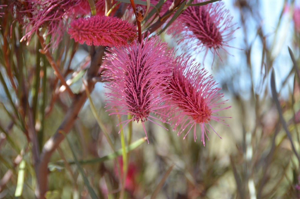 Grass Leaf Hakea (Hakea multilineata) 10 Seeds | eBay