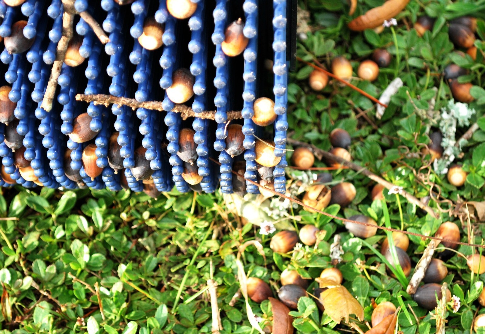 Bag-A-Nut 36" Pull-Behind Small Acorn Picker for sale online | eBay