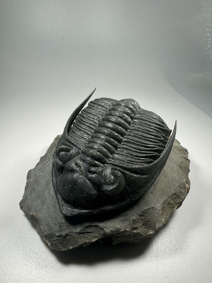 Zlichovaspis rugosa Trilobite Fossil Devonian Morocco Arthropod Fossil ...