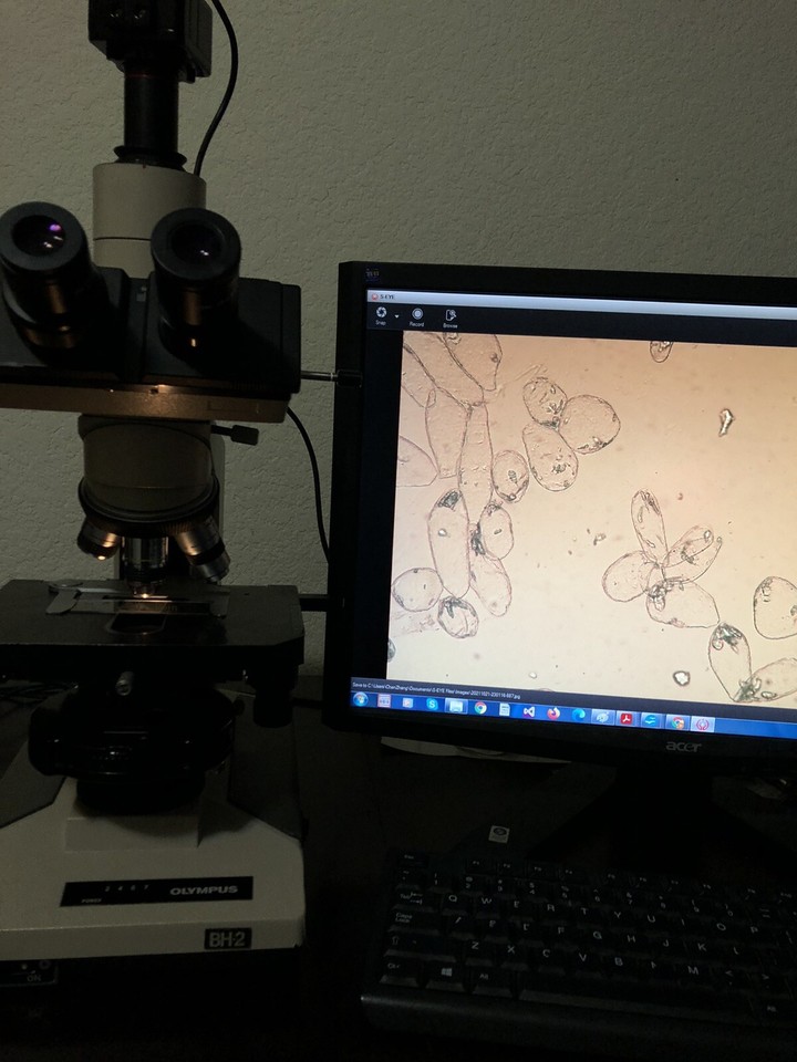 Olympus BH2 Phase Contrast Microscope 4 Obj Trinocular Head 5MP Color ...