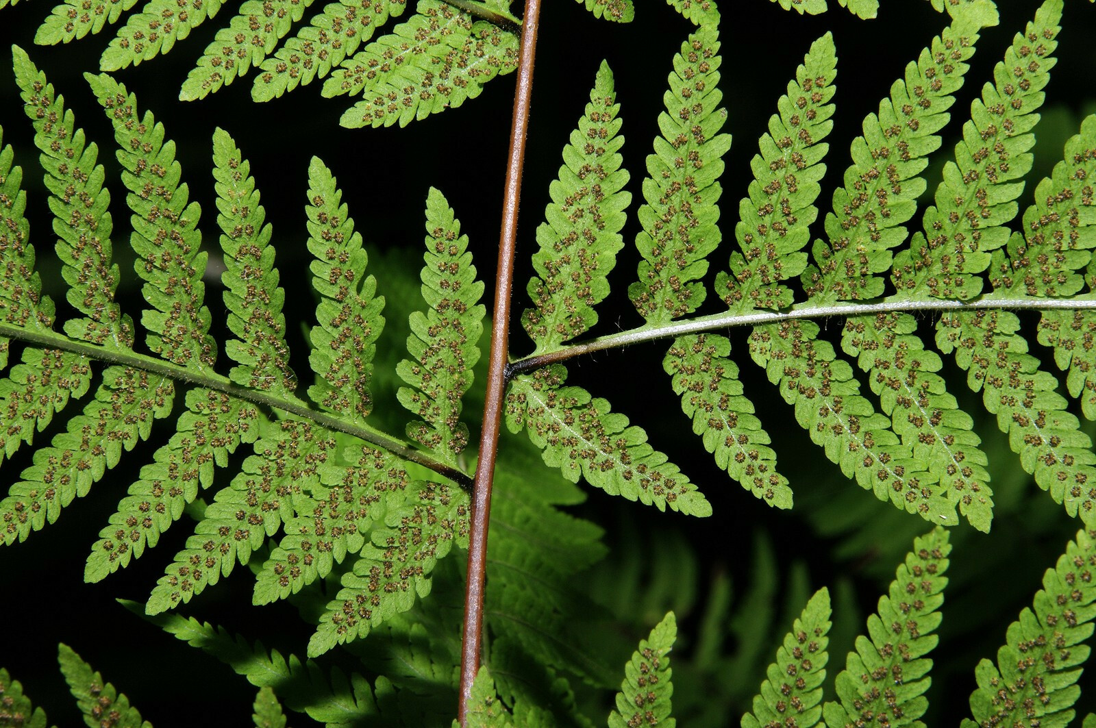 Fern spore - MACROTHELYPTERIS TORRESIANA (Pale Wood-fern) | eBay