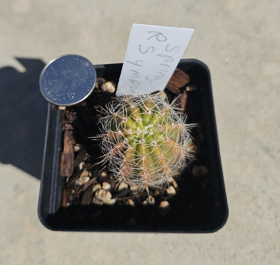 SPRING SYMPHONY Schick echinopsis hybrid flowering cactus, rooted ...