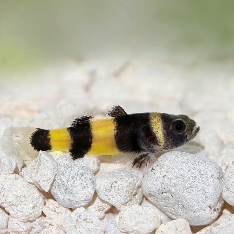 Bumble Bee Goby | eBay
