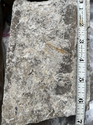 Awesome! CHOIA on Elrathia Kingii Trilobite Fossil Specimen, Utah | eBay