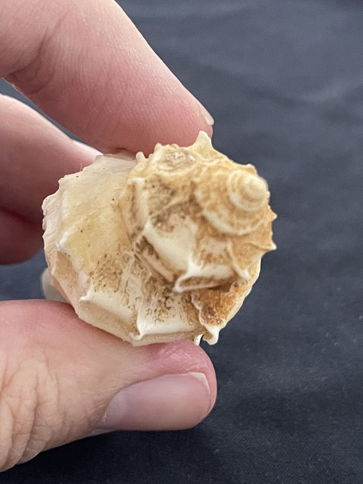 Thais Lamellosa Sea Shell 58mm - Tacoma, Washington, 1966 | eBay