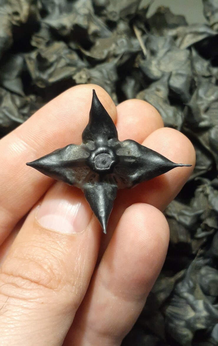 DEVILS POD, TRAPA NATANS WATER CHESTNUTS LOT OF 20 ARTS CRAFTS GRIDS ...