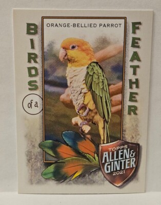 2021 Topps Allen and Ginter Birds of a Feather #BOF-9 Orange-Bellied ...