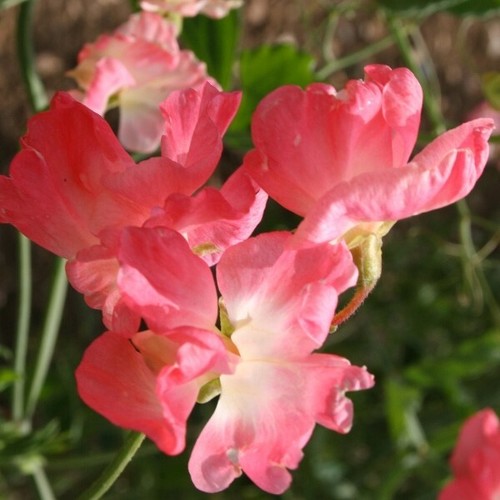 Sweet Pea - Princess Elizabeth, Well Scented Spencer - Kings Seeds - 20 ...